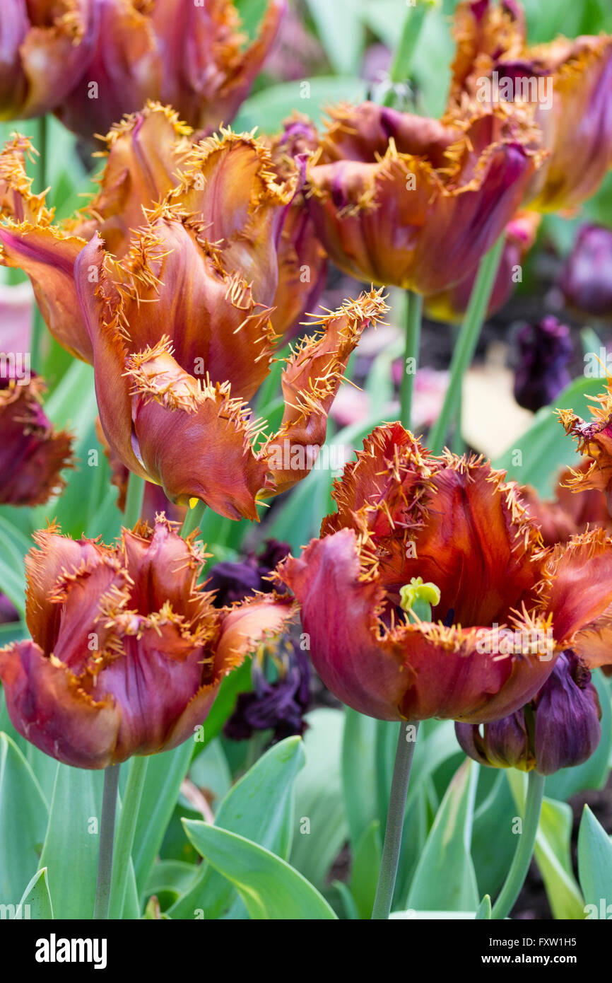Black maroon flowers hi-res stock photography and images - Alamy