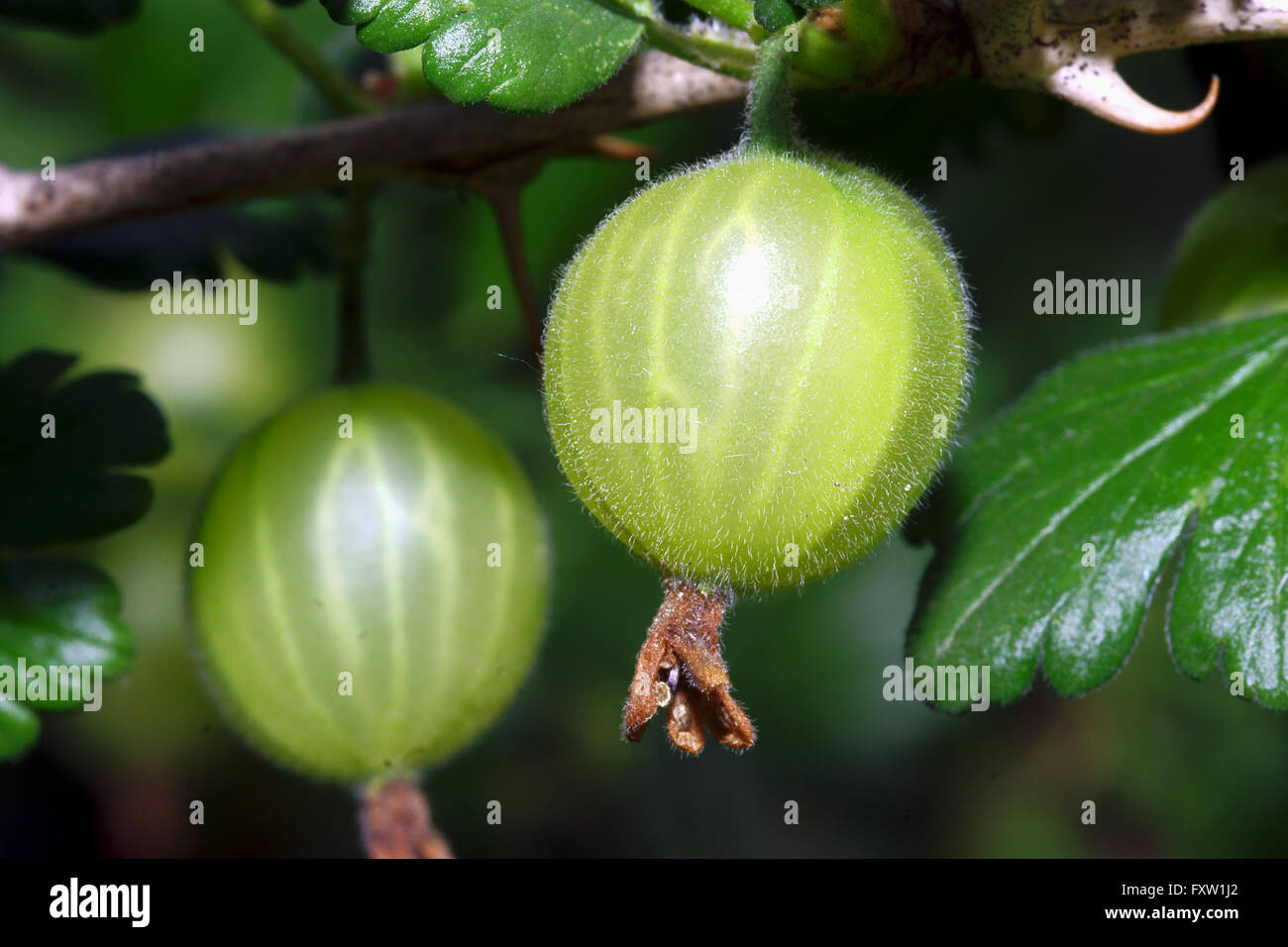 Currant and gooseberry hi-res stock photography and images - Alamy