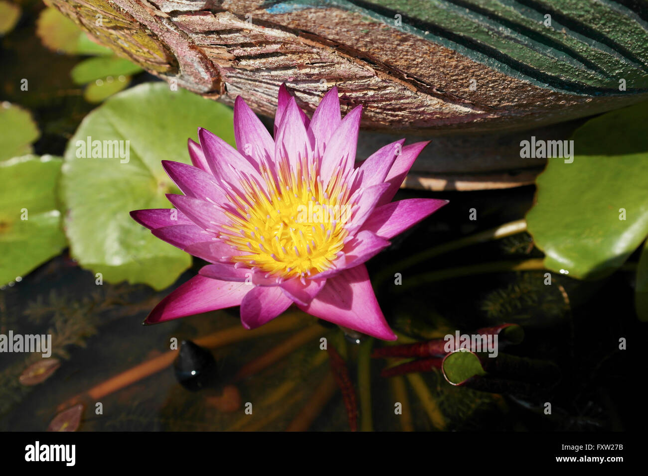 Lotus flower in a temple in Thailand Stock Photo - Alamy