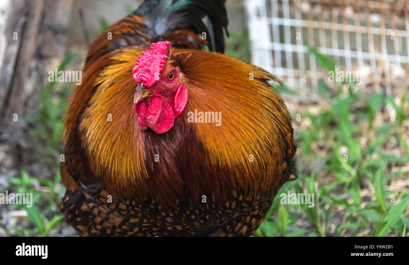 Rhode Island Red big Cock rooster chicken with flamboyant tones of red ...