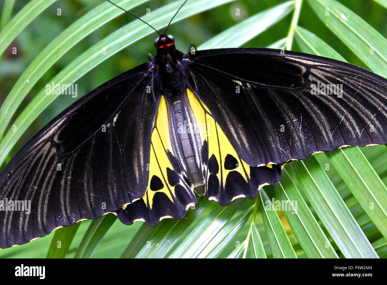 Largest butterfly of the world hi-res stock photography and images - Alamy