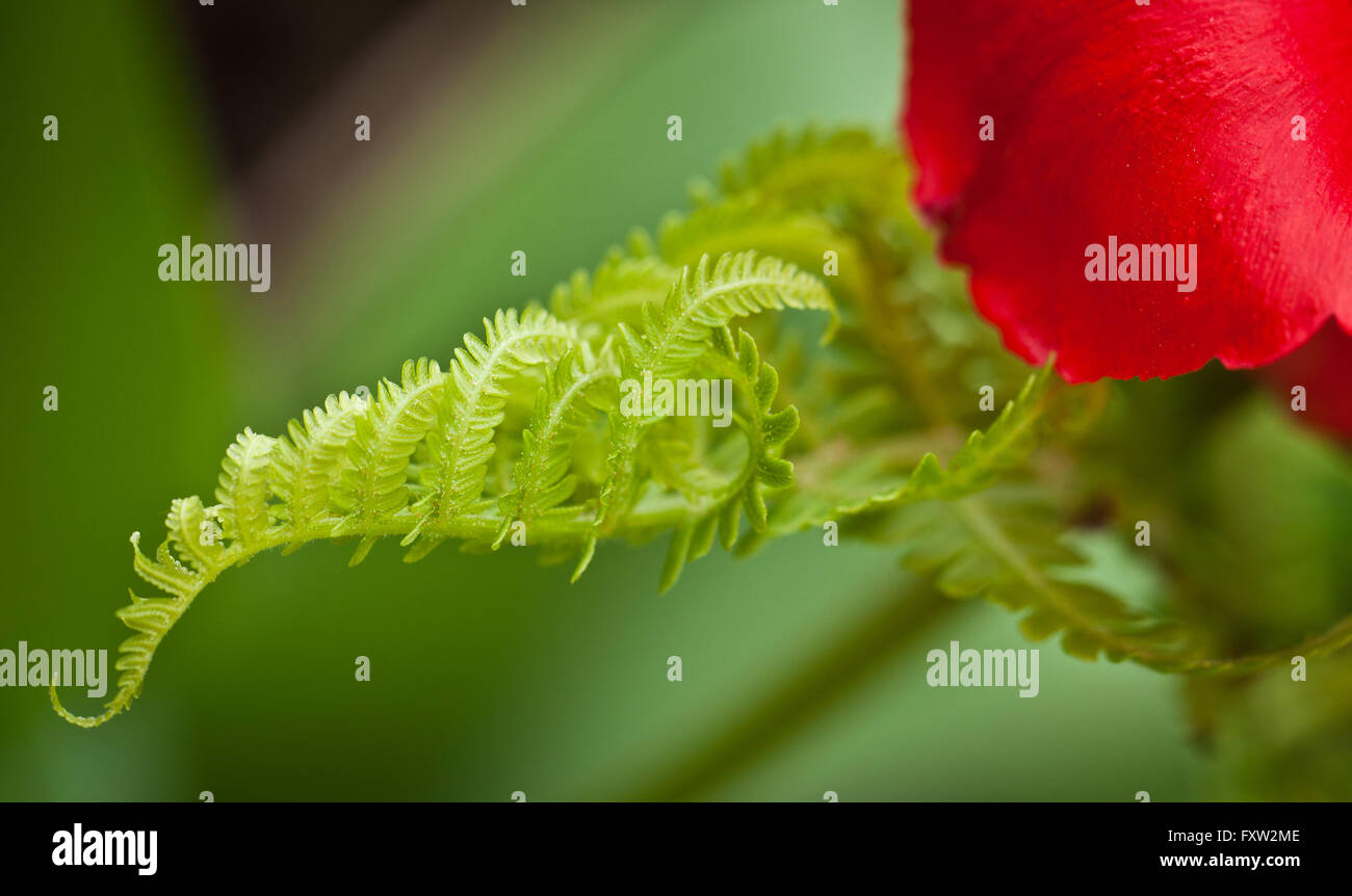 Single fern life in touch with red tulip Stock Photo - Alamy