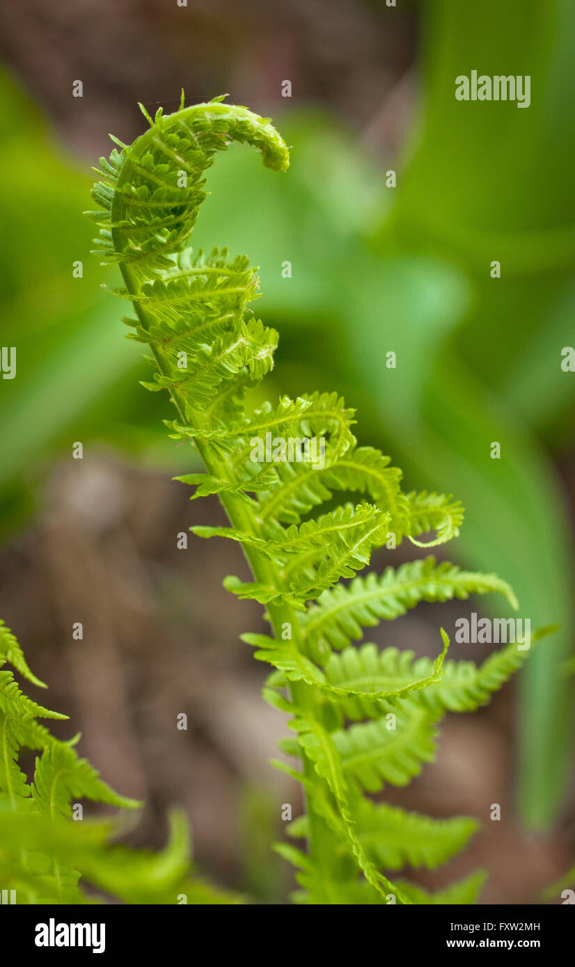 Single fern leaf opening in spring Stock Photo - Alamy