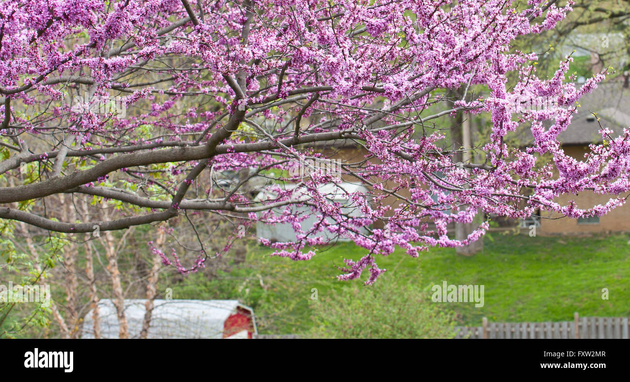 Redbud in full pink purple blooms in spring Stock Photo - Alamy