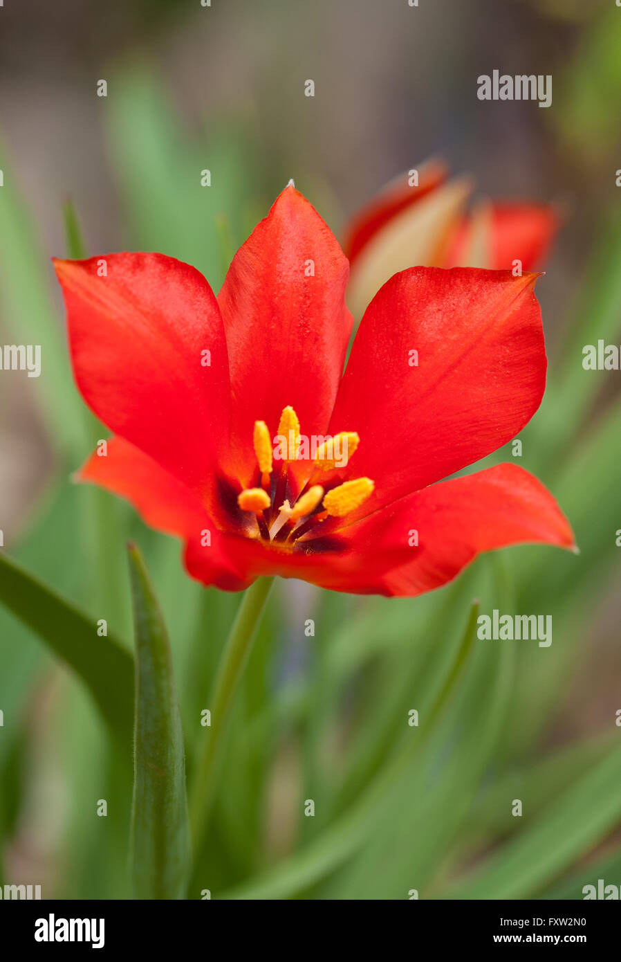 Single red miniature tulip Stock Photo - Alamy