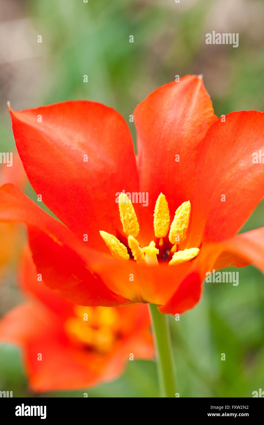 Miniature tulip hi-res stock photography and images - Alamy