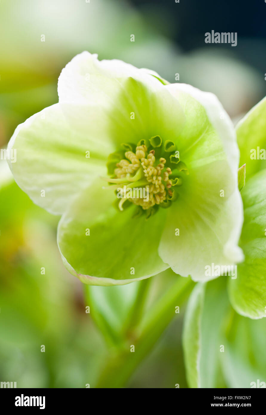 White Helleborus flower detail in spring Stock Photo - Alamy