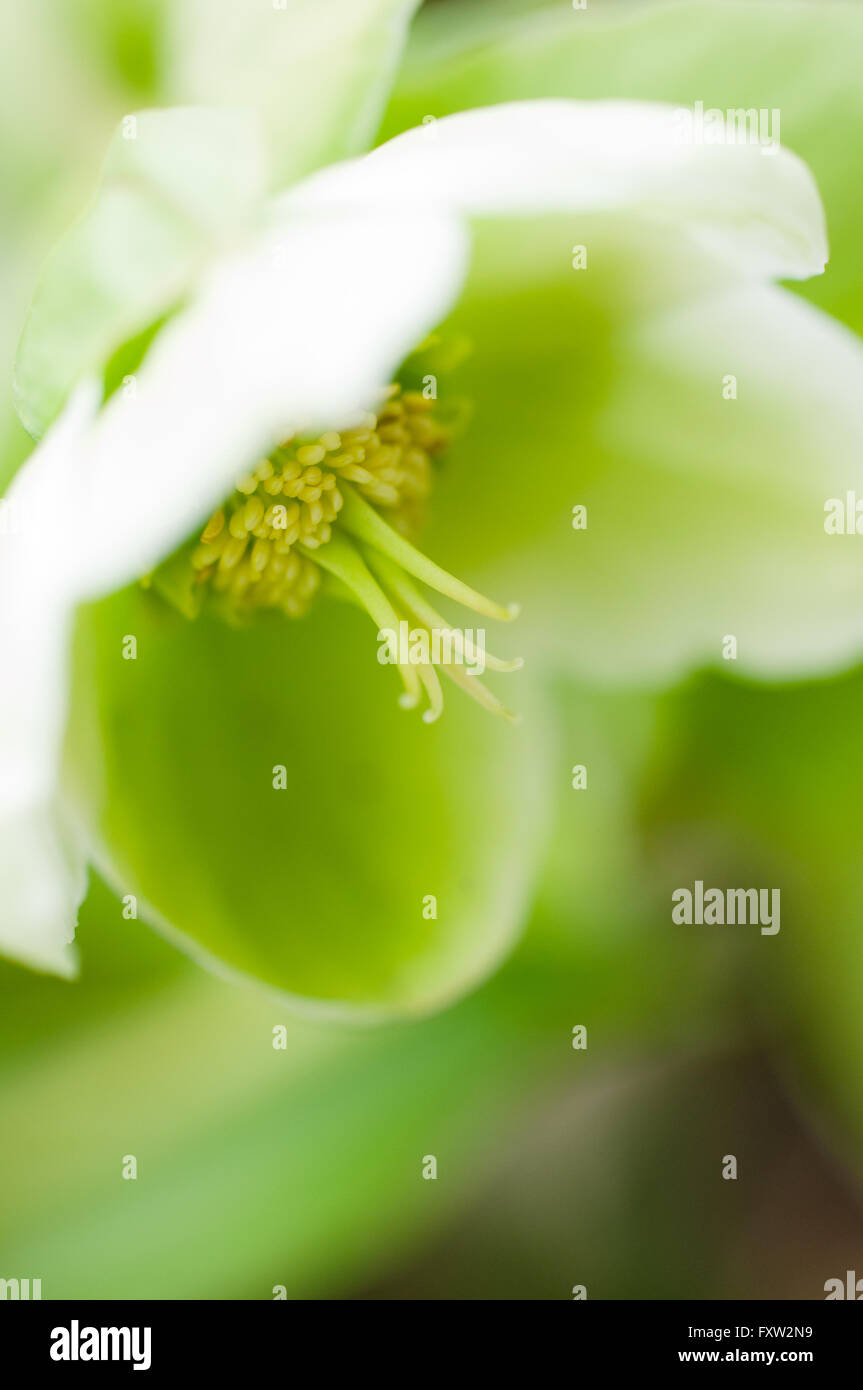 White Helleborus flower in spring Stock Photo - Alamy