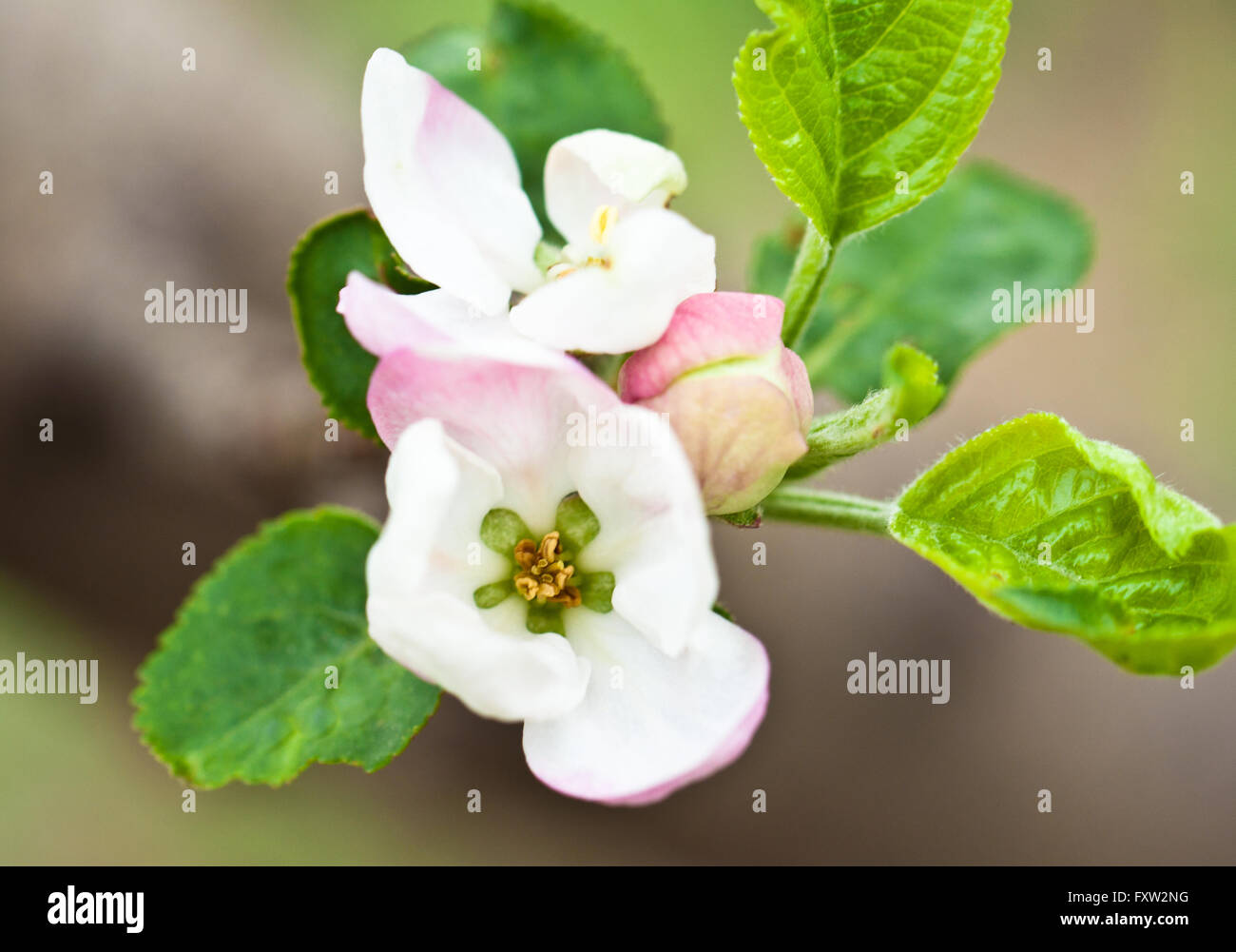 Flower of an apple tree hi-res stock photography and images - Alamy