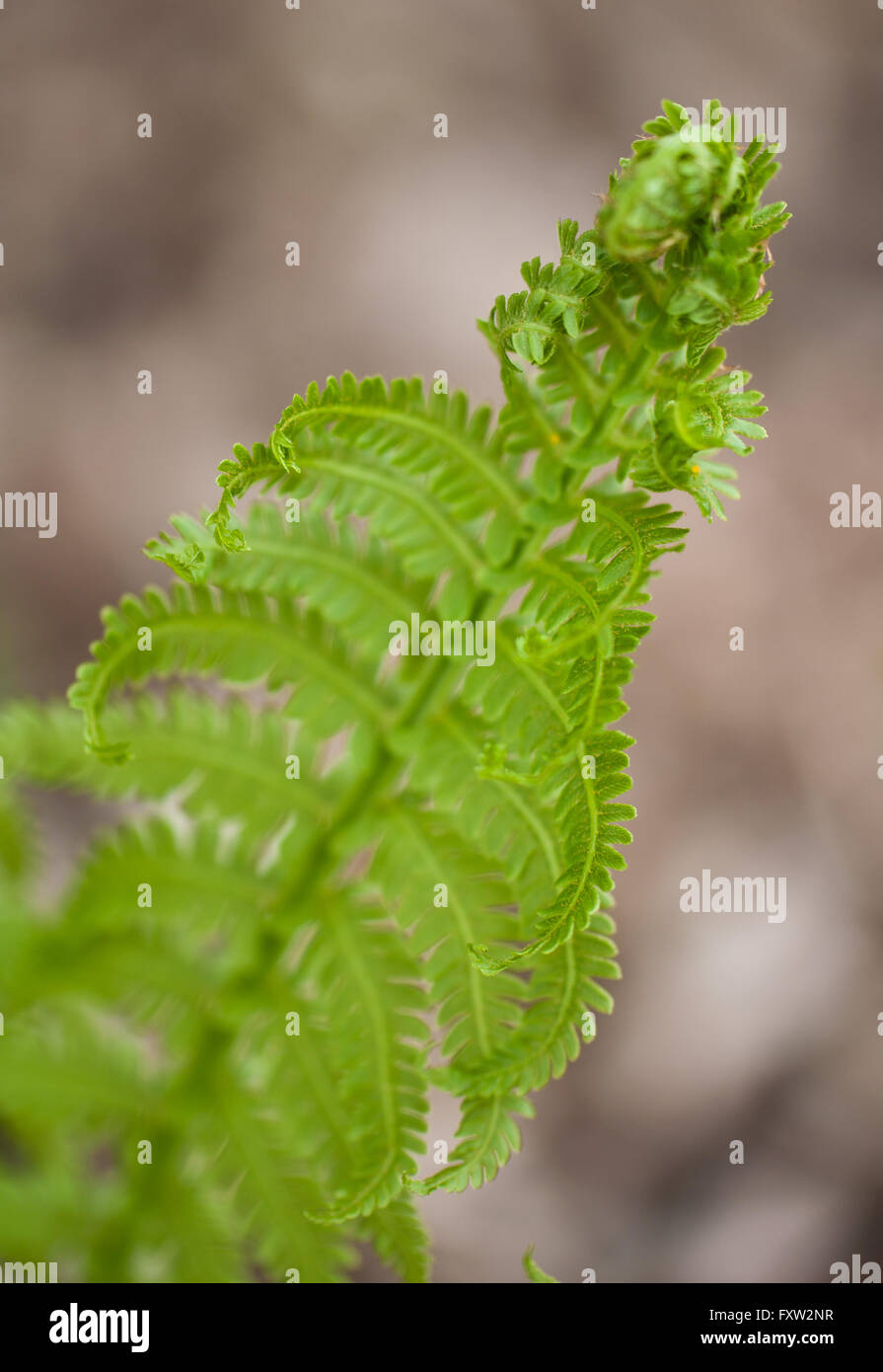 Spring fern hi-res stock photography and images - Alamy