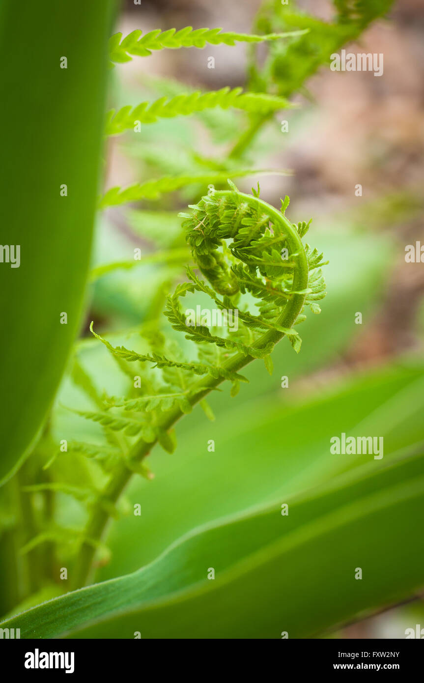 Plant fern sprout hi-res stock photography and images - Alamy