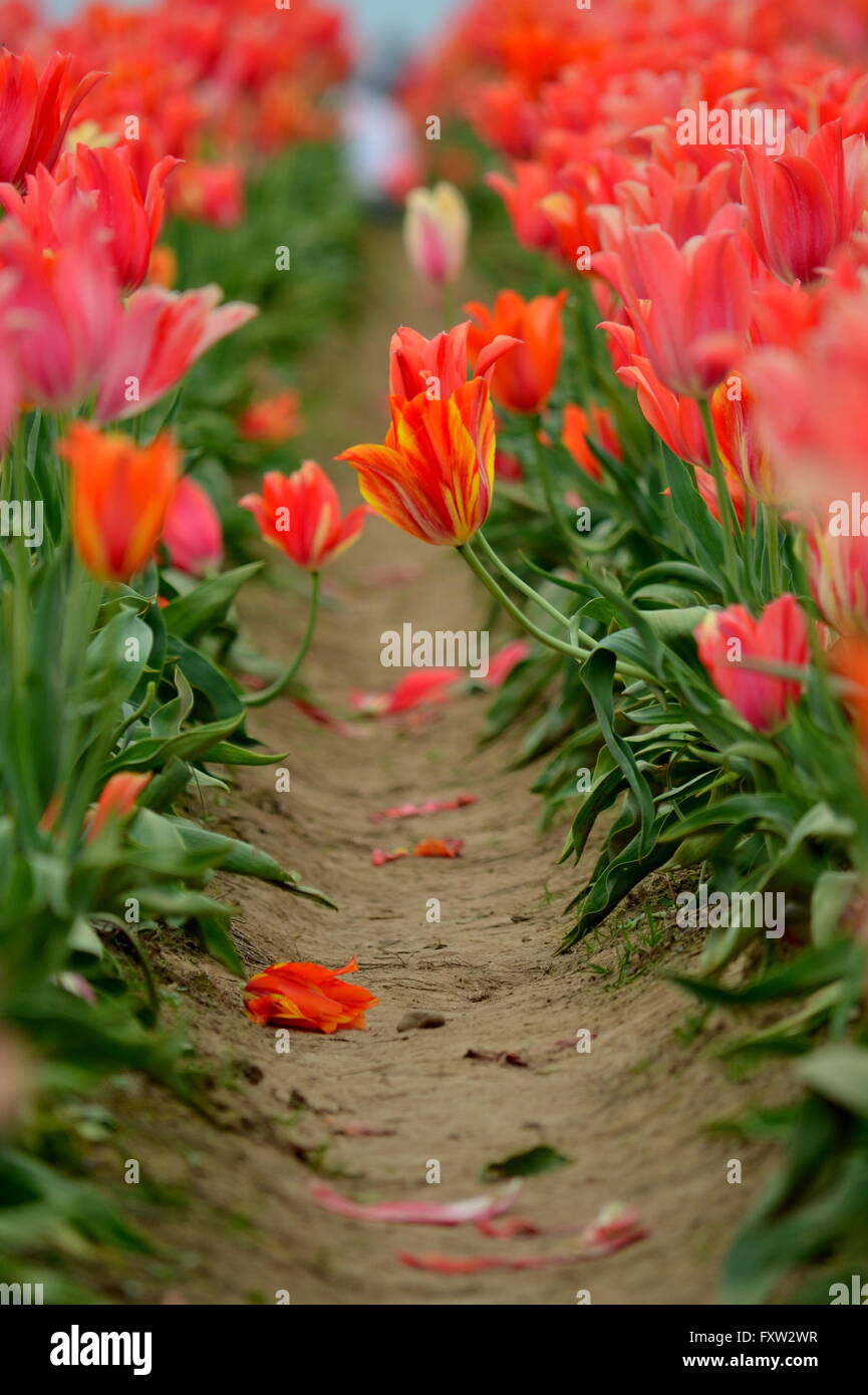 Row of red flowers hi-res stock photography and images - Alamy