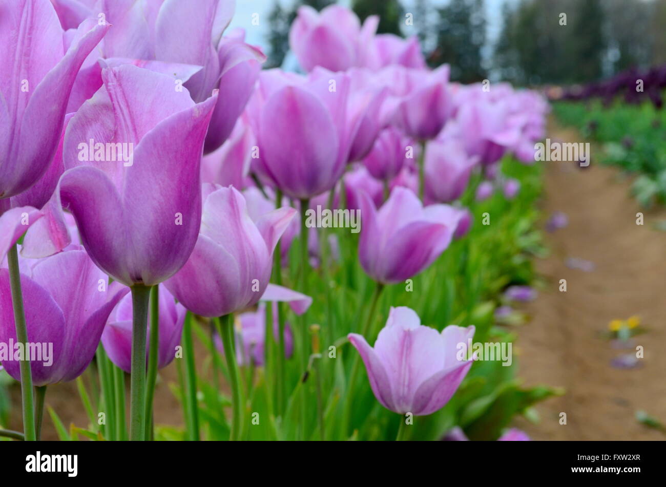 Purple tulips in a field Stock Photo - Alamy