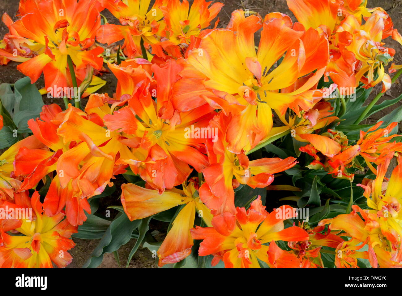 Orange and Yellow Tulips Stock Photo - Alamy