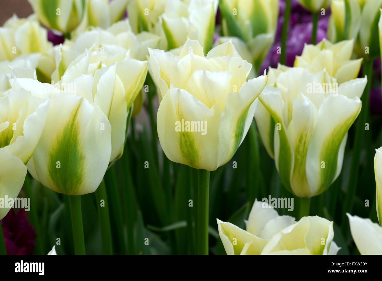 White Tulips bunch Stock Photo - Alamy