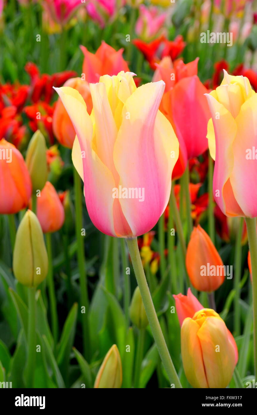 A bunch of Tulips Stock Photo - Alamy