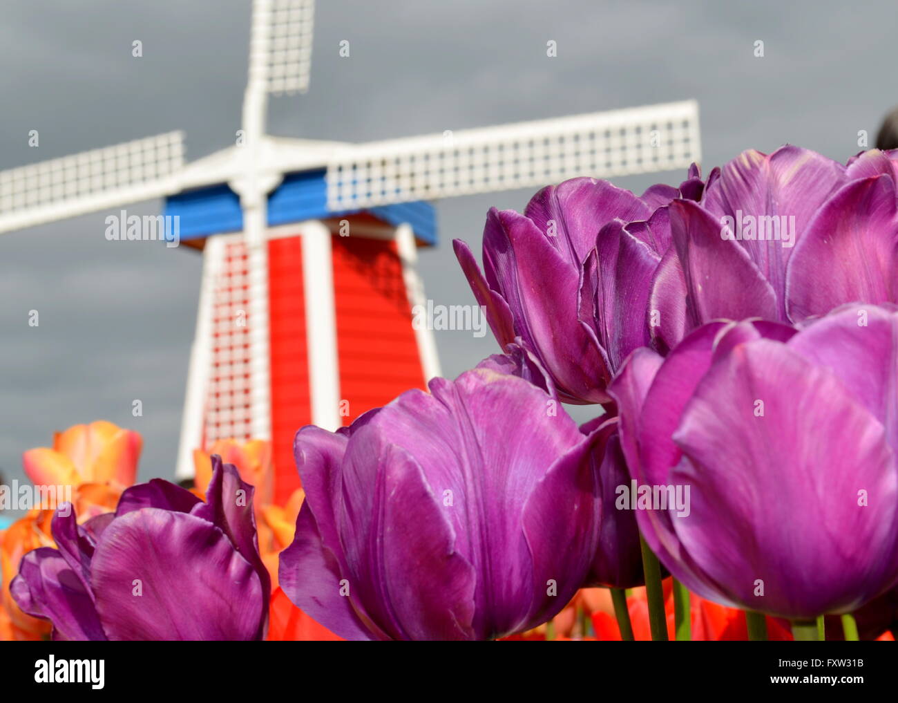 Windmill and flowers hi-res stock photography and images - Alamy
