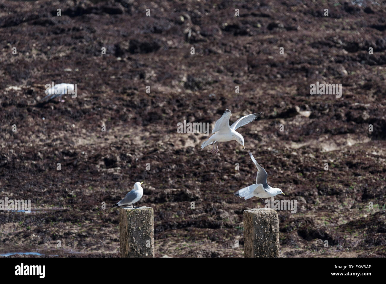 Wildlife harassment hi-res stock photography and images - Alamy