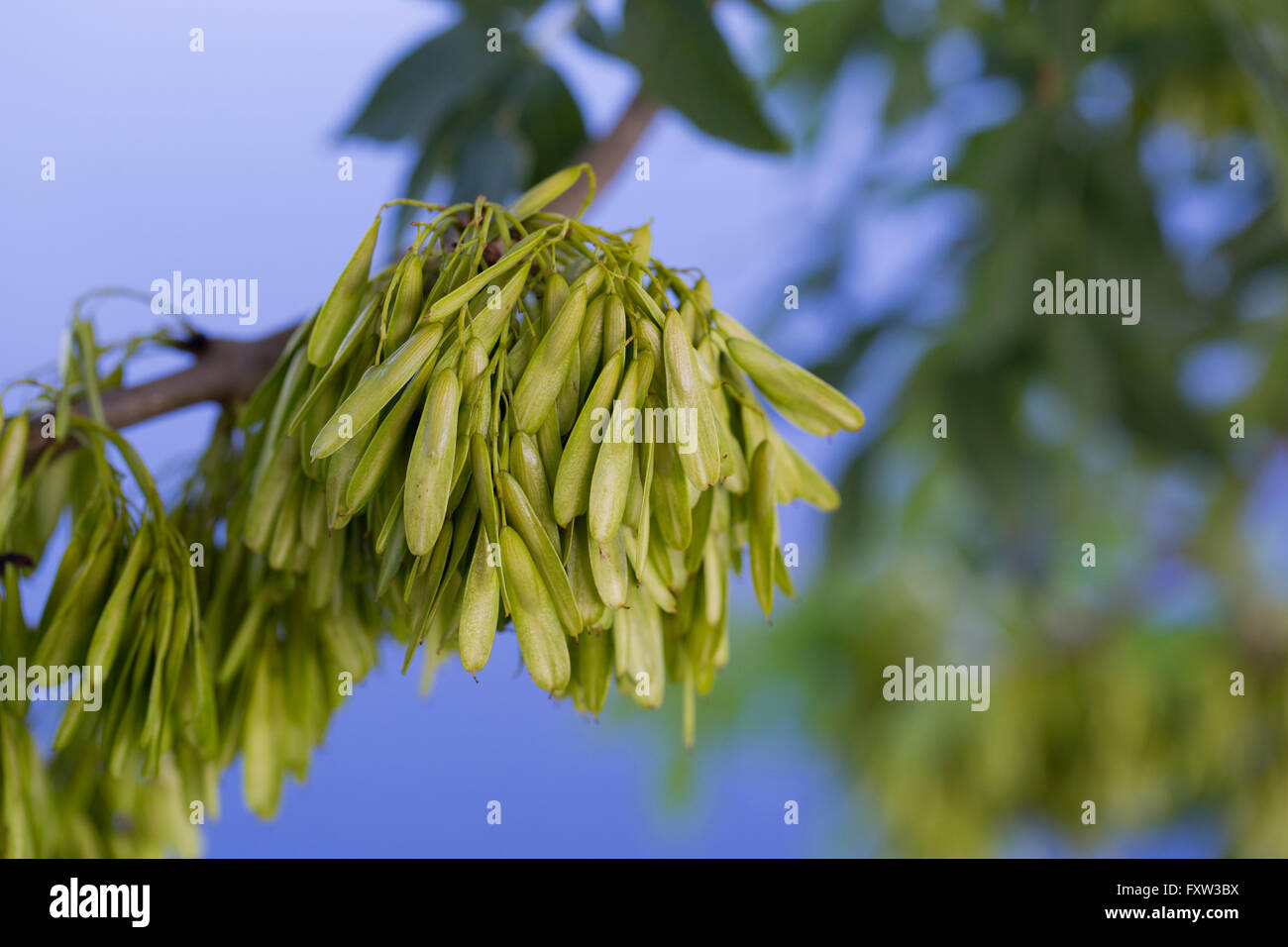 Ash Keys; Fraxinus excelsior Cornwall; UK Stock Photo - Alamy