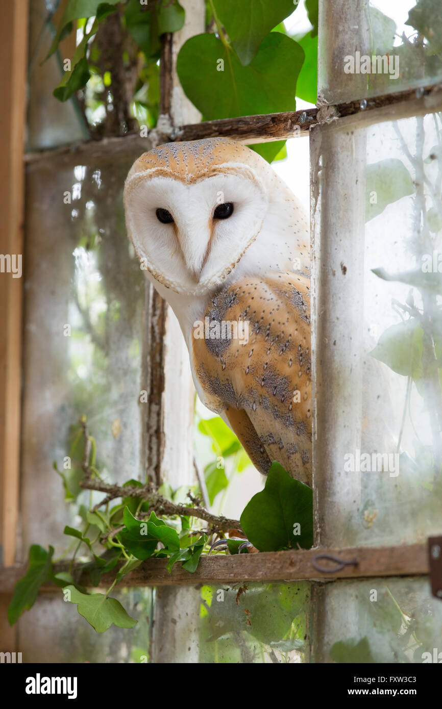 Barn Owl; Tyto alba Single at Window Cornwall; UK Stock Photo - Alamy
