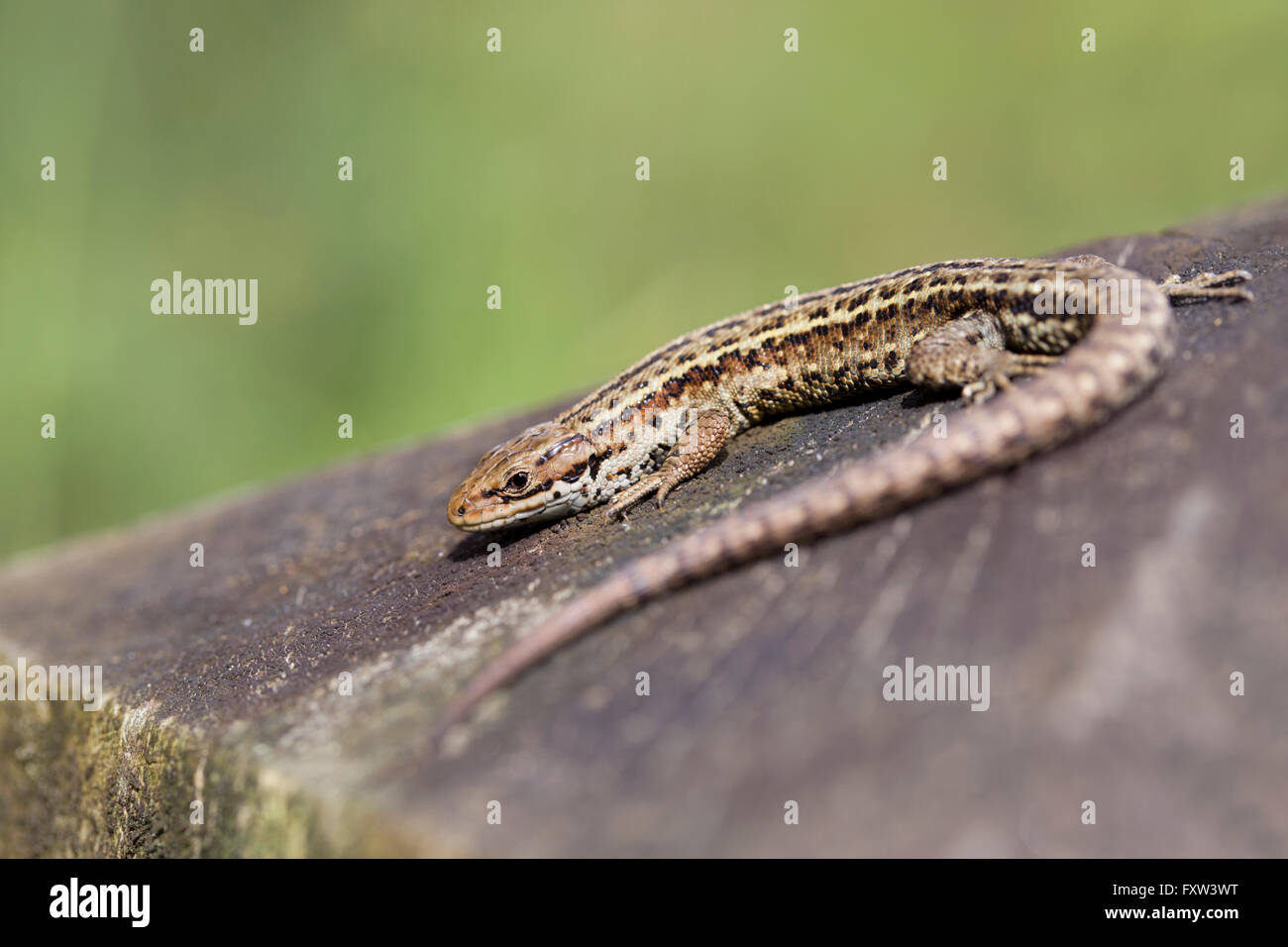 Common lizard britain hi-res stock photography and images - Alamy