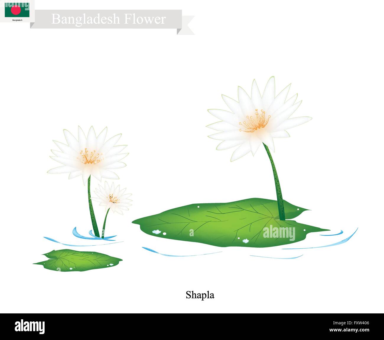 Bangladesh Flower, Illustration of Shapla, Water Lily or Lotus Flowers ...