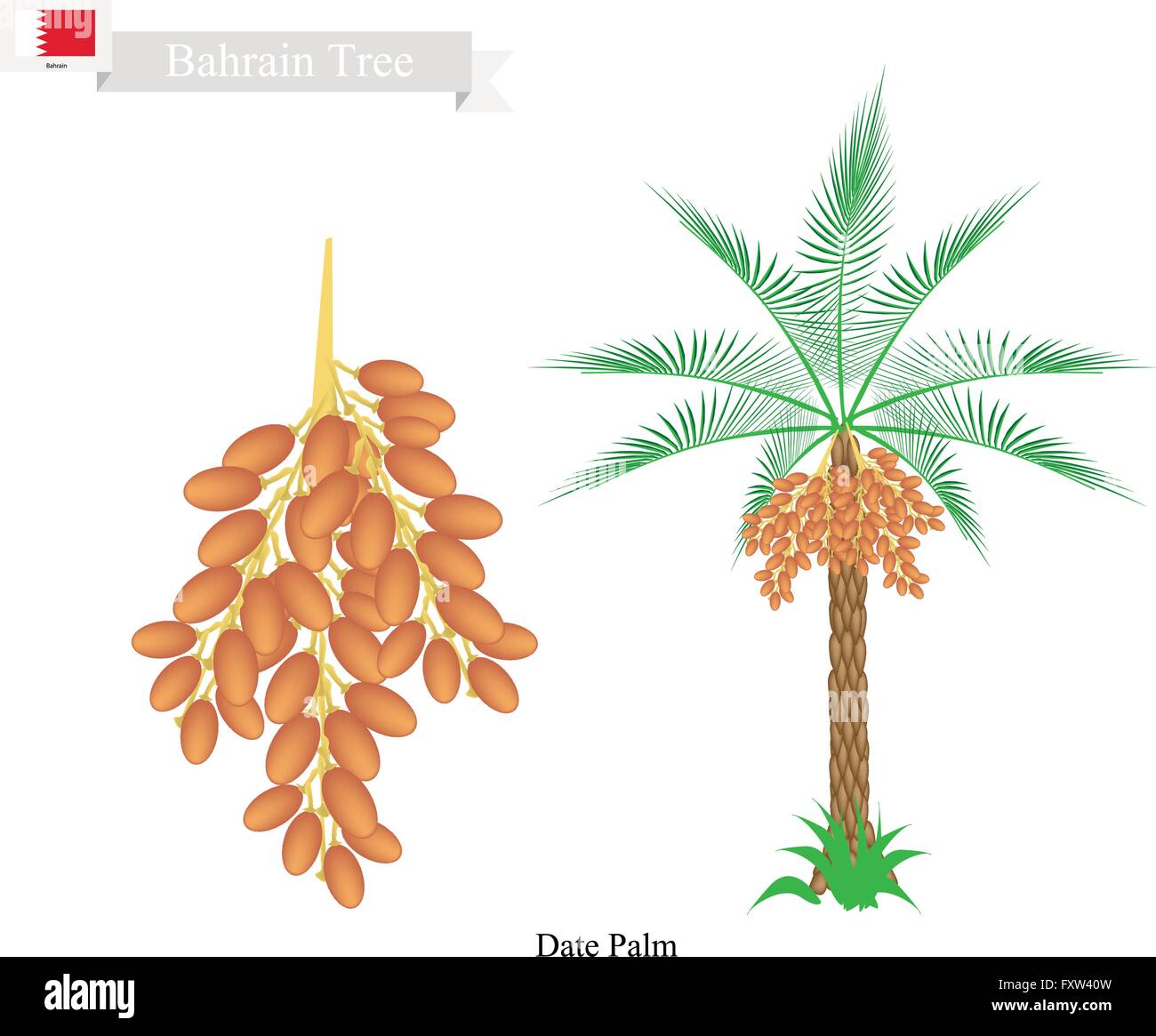 Plant native to egypt Stock Vector Images - Alamy