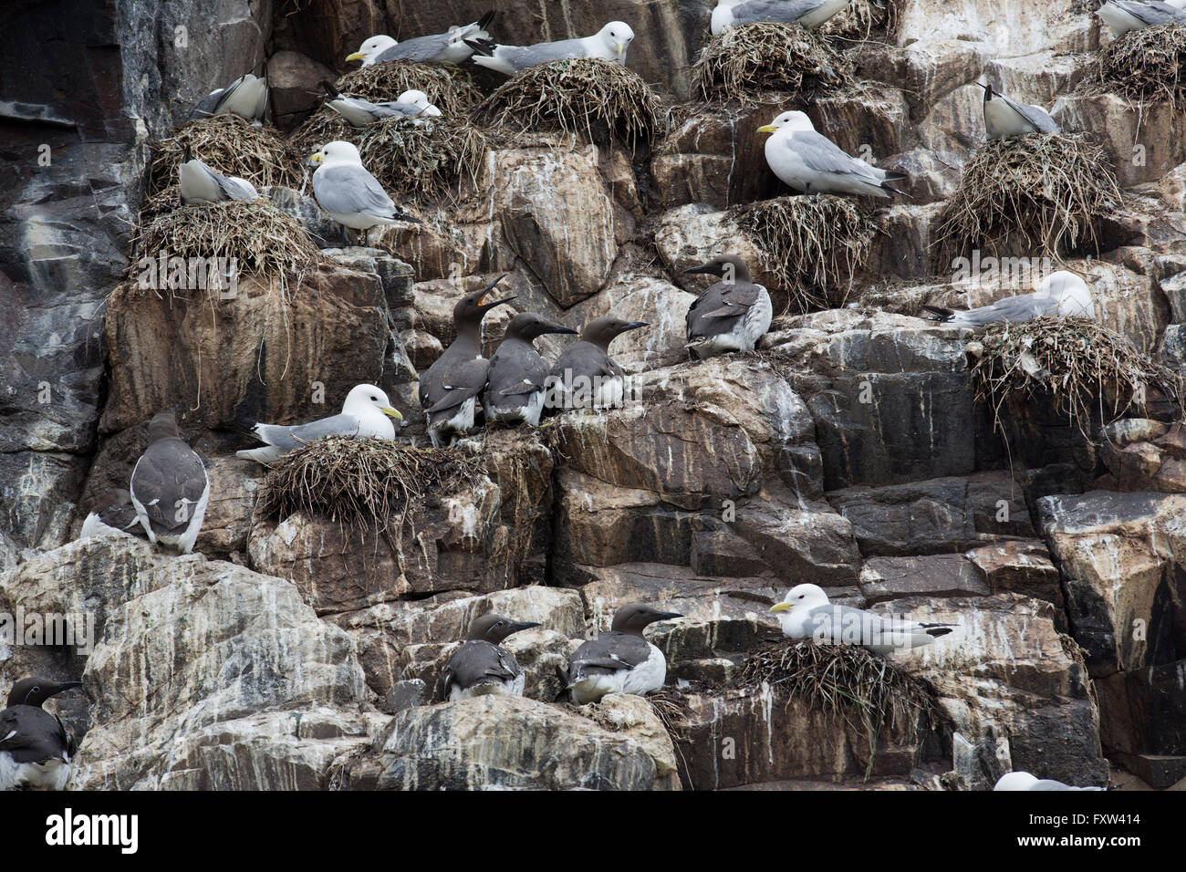 Seabirds uk british seabirds hi-res stock photography and images - Alamy