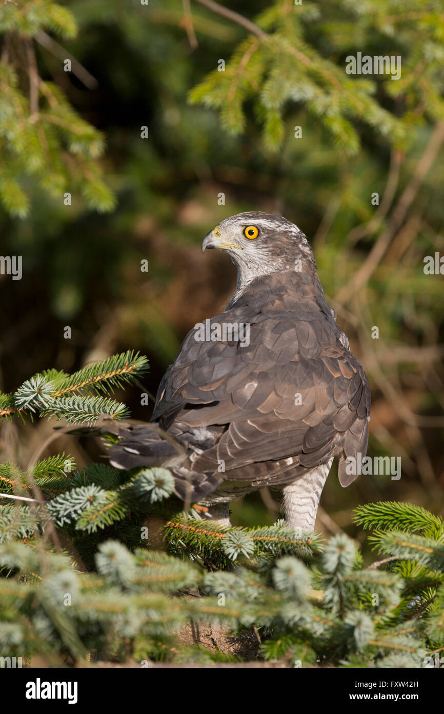 Goshawk wales hi-res stock photography and images - Alamy