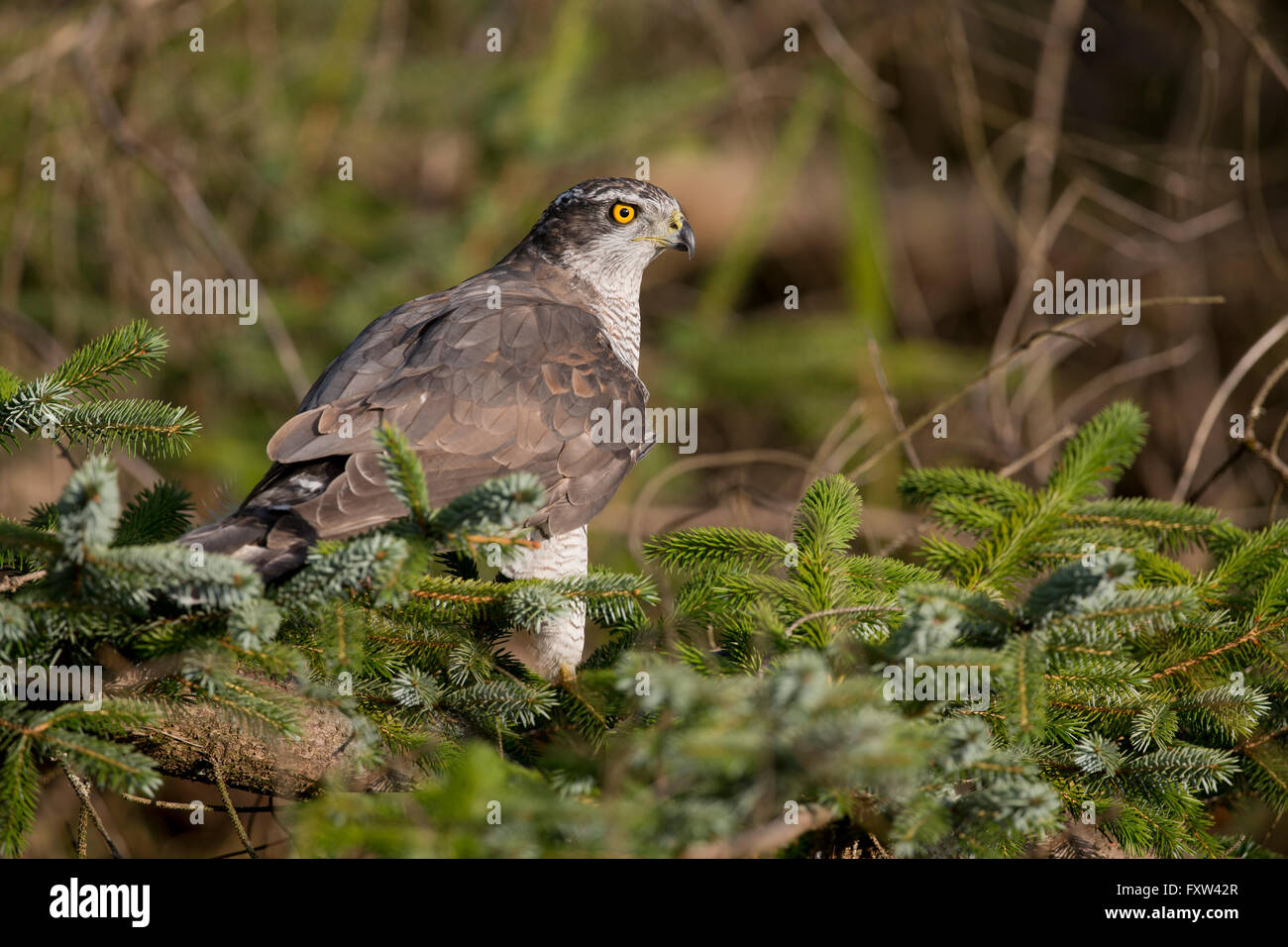 Single goshawk hi-res stock photography and images - Alamy