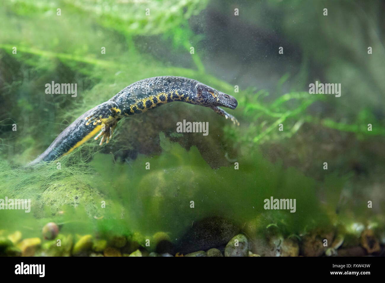 Great Crested newt; Triturus cristatus Single Female in Tank UK Stock ...