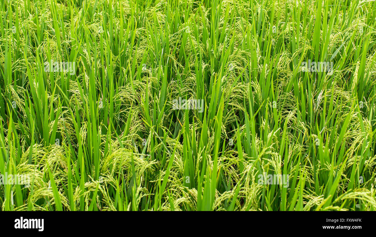 Green rice field Stock Photo - Alamy