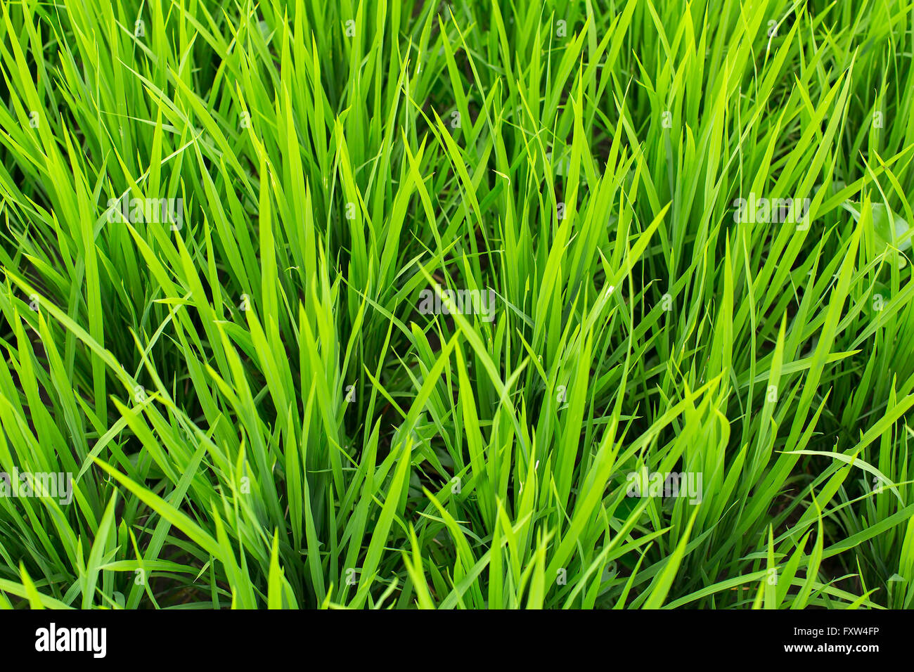 Rice ear field china hi-res stock photography and images - Alamy