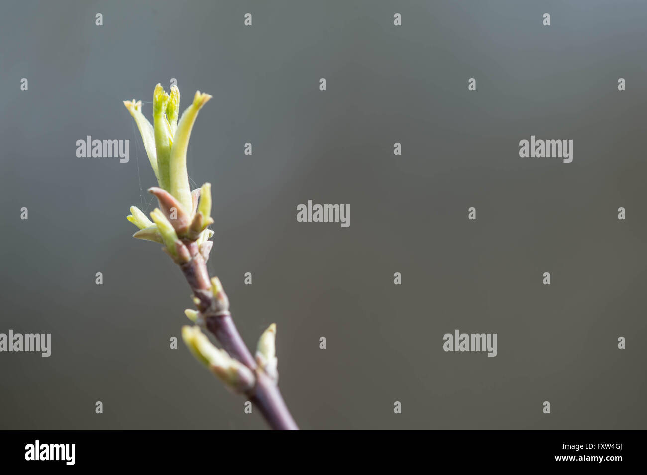Tree branch with buds close up Stock Photo - Alamy
