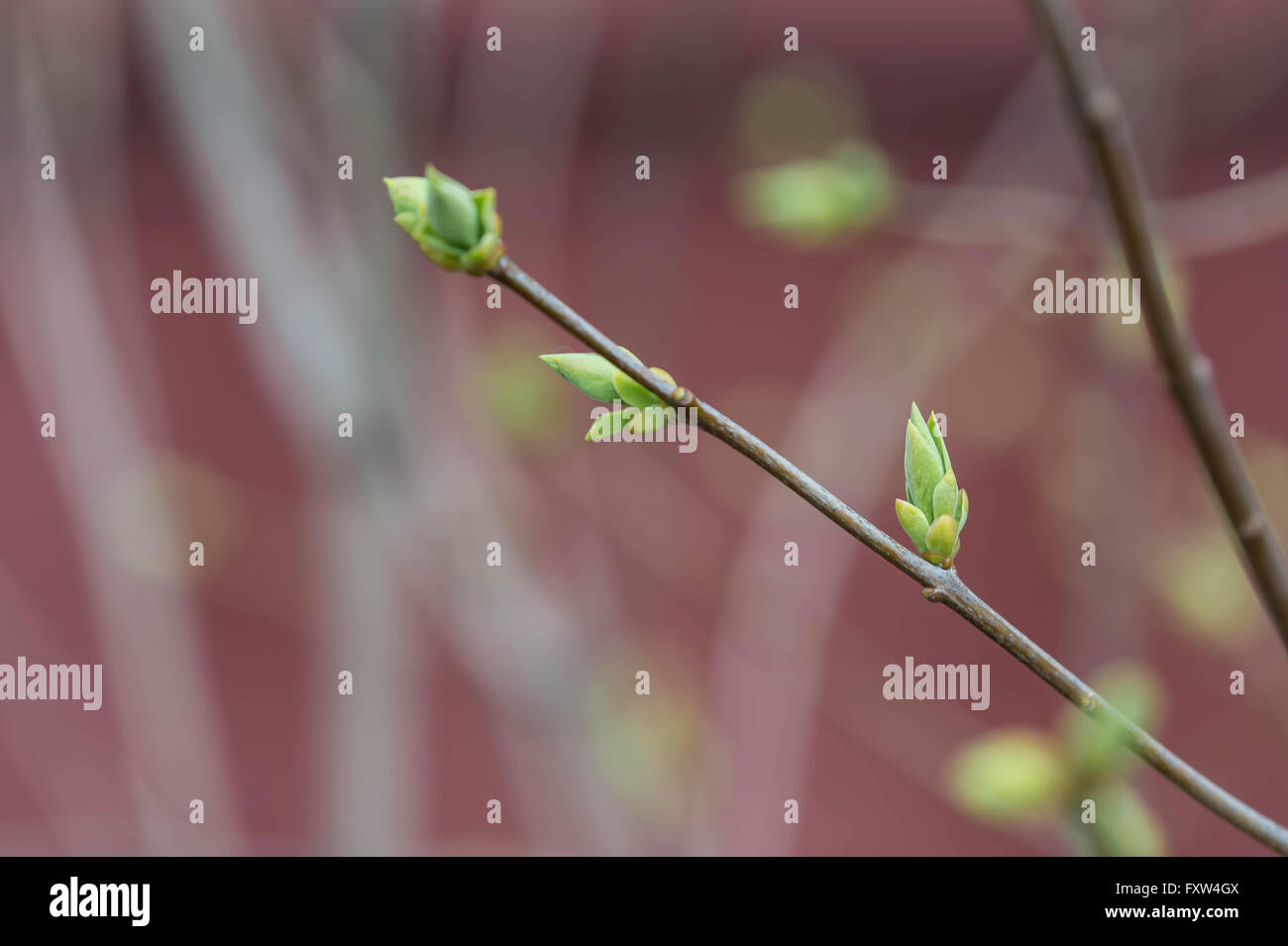 Tree branch with buds close up Stock Photo - Alamy
