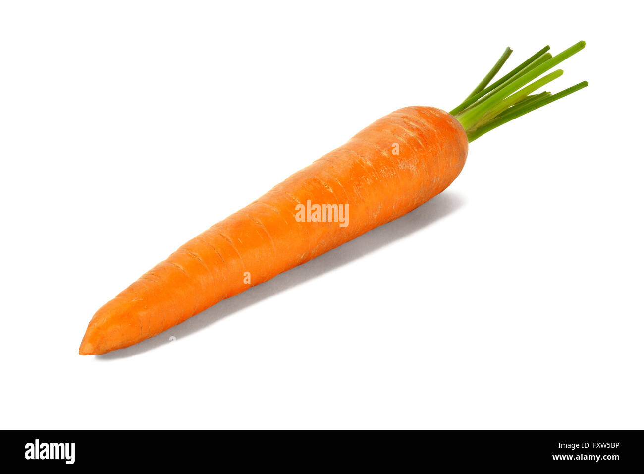 Taproot Stock Photos & Taproot Stock Images - Alamy