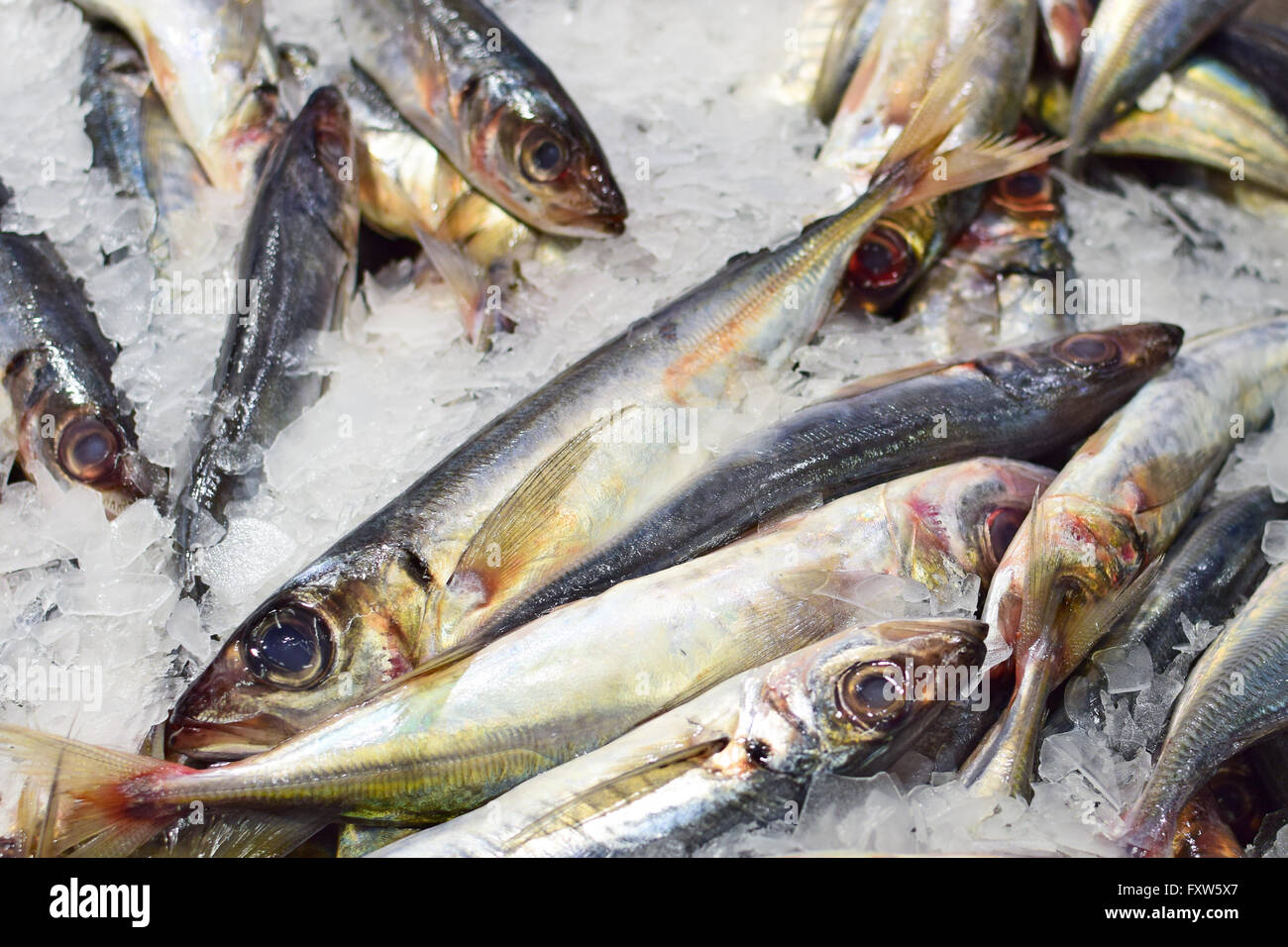 Frost fish hi-res stock photography and images - Alamy