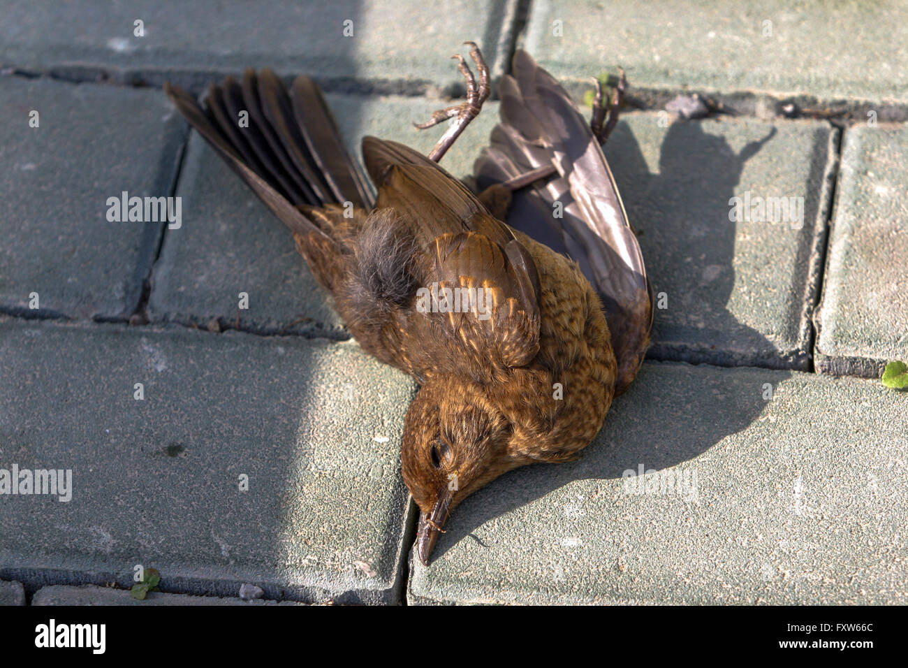 Female blackbird dead bird hi-res stock photography and images - Alamy