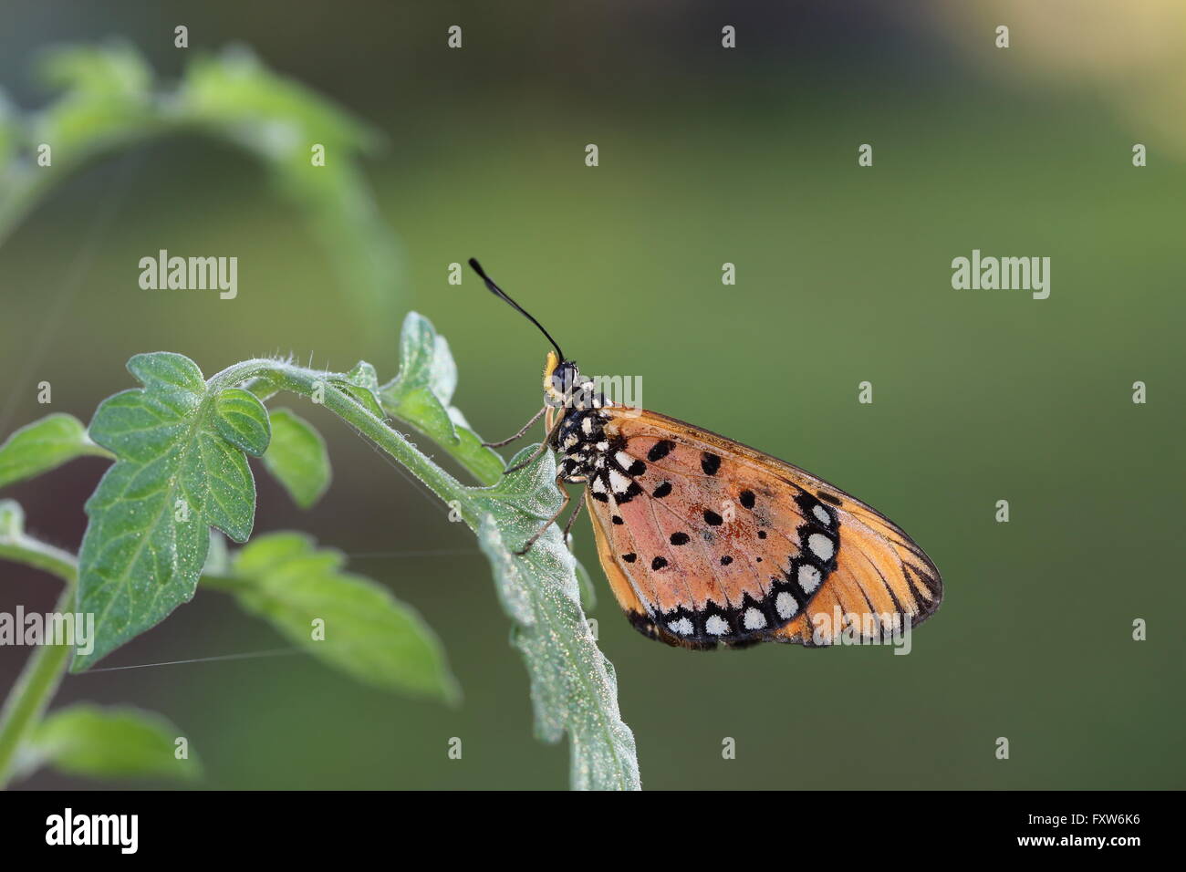 Common tiger butterfly, Danaus genutia, basking in the morning sun ...
