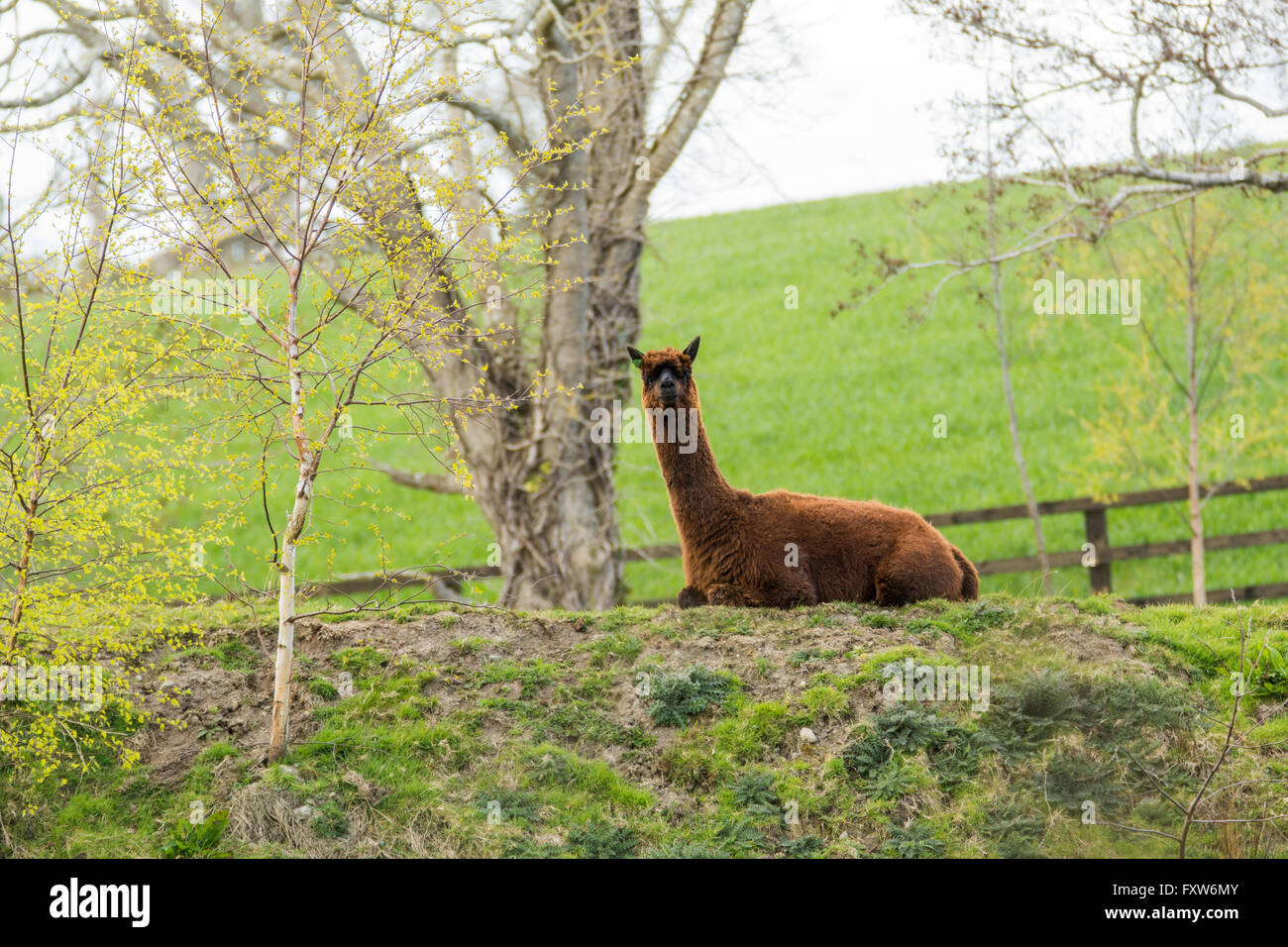 Alpaca sits in field hi-res stock photography and images - Alamy