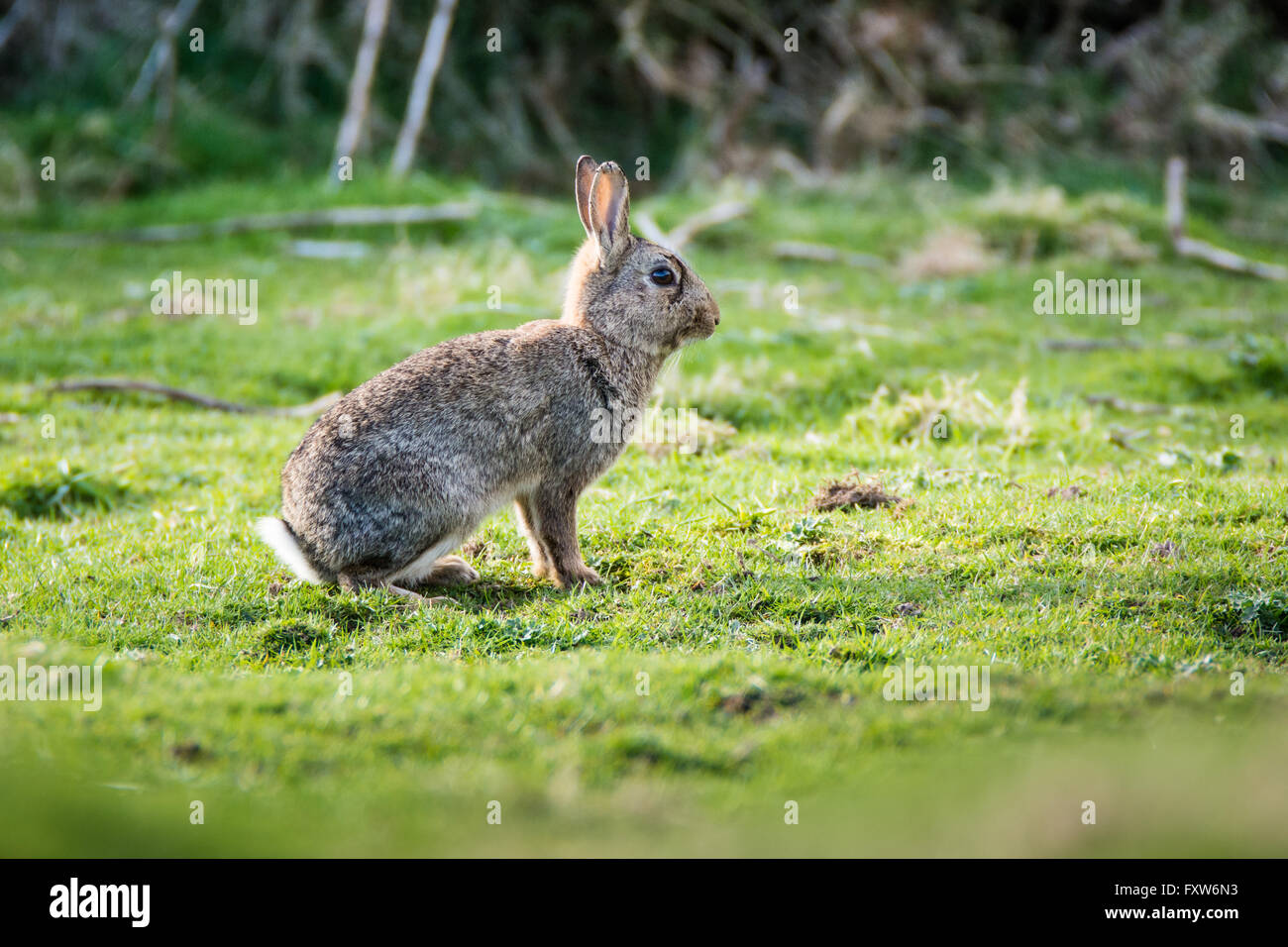 Rabbit field hi-res stock photography and images - Alamy
