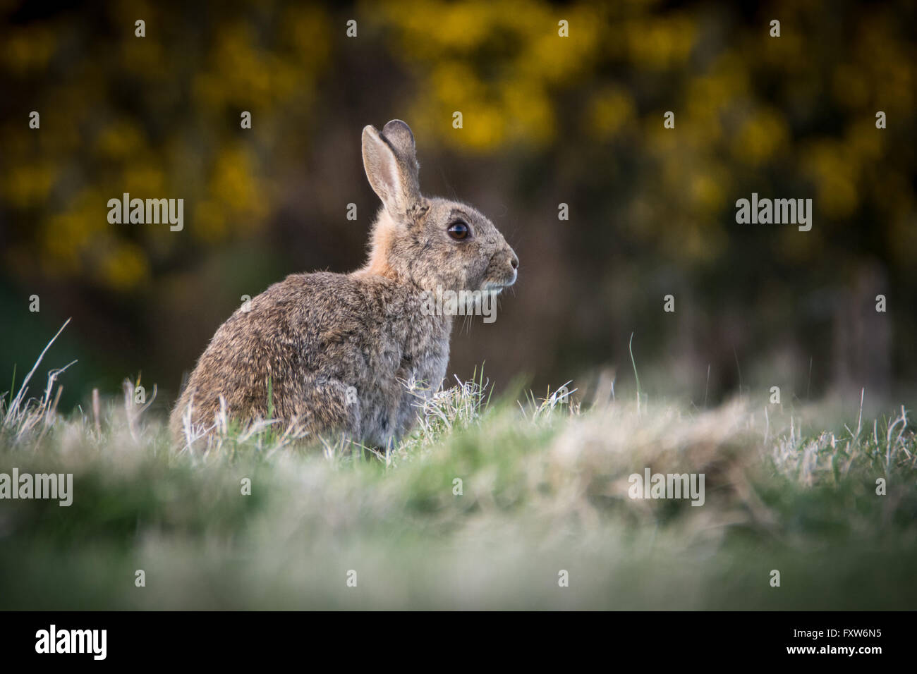 Rabbit in ireland hi-res stock photography and images - Alamy