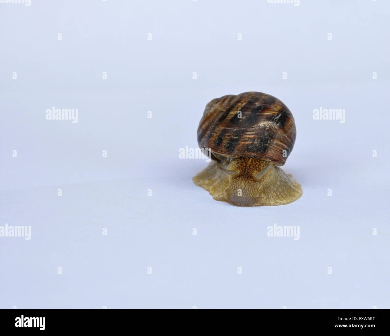 Clam snail crawling forward on a white background, close-up Stock Photo ...