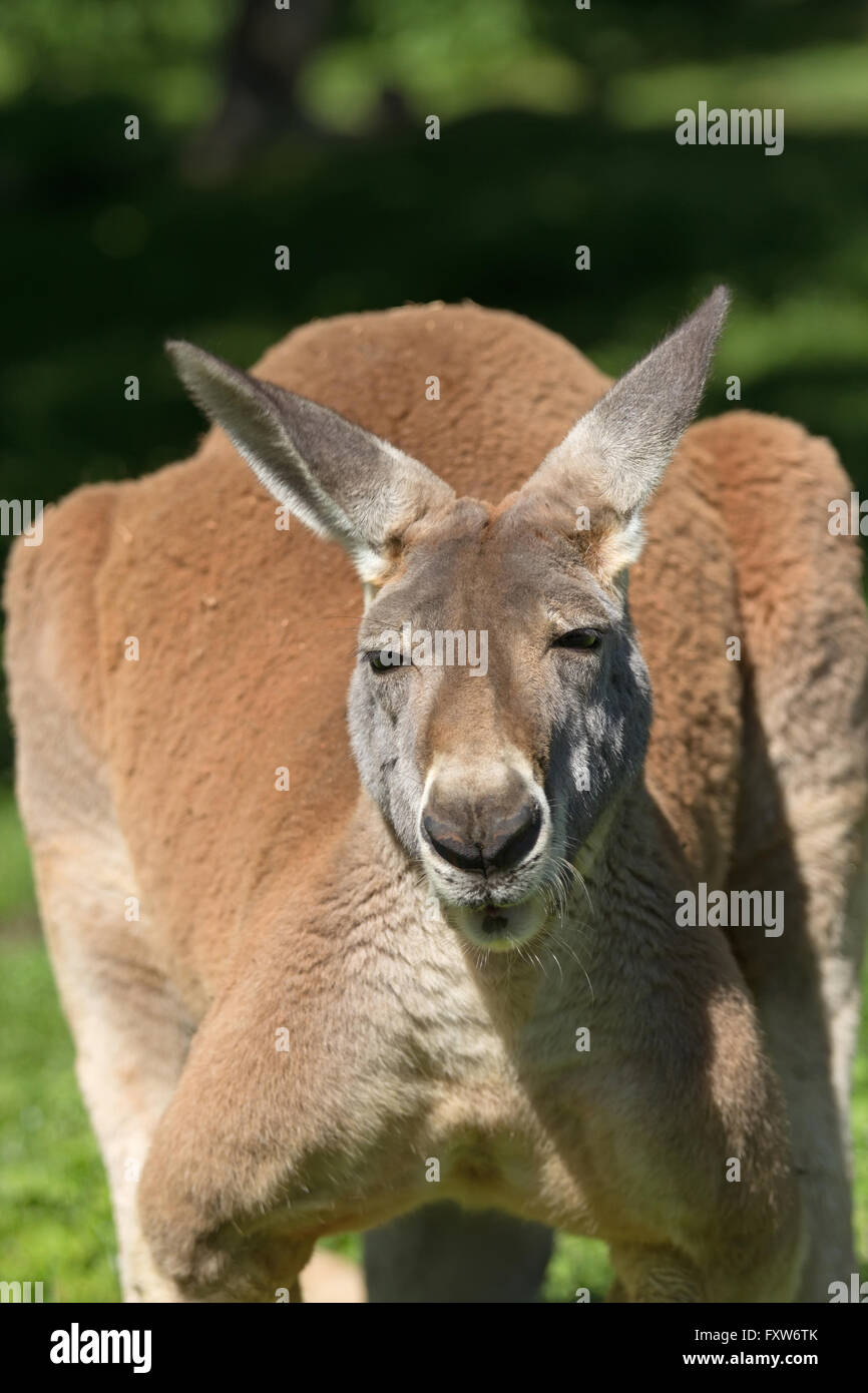 Front detail view of a kangaroo in outdoors Stock Photo - Alamy