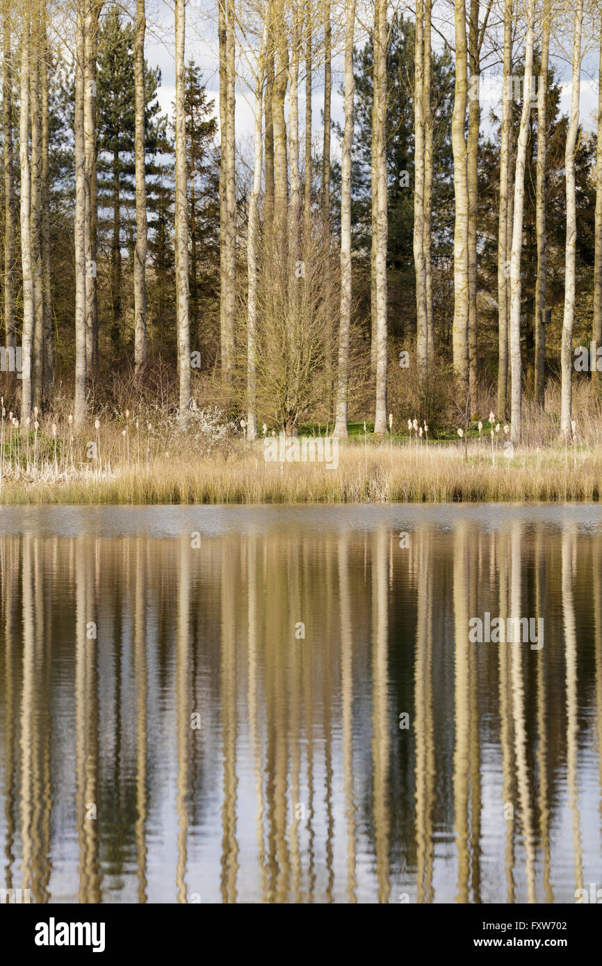 rows of birch trees reflected in a lake Stock Photo - Alamy