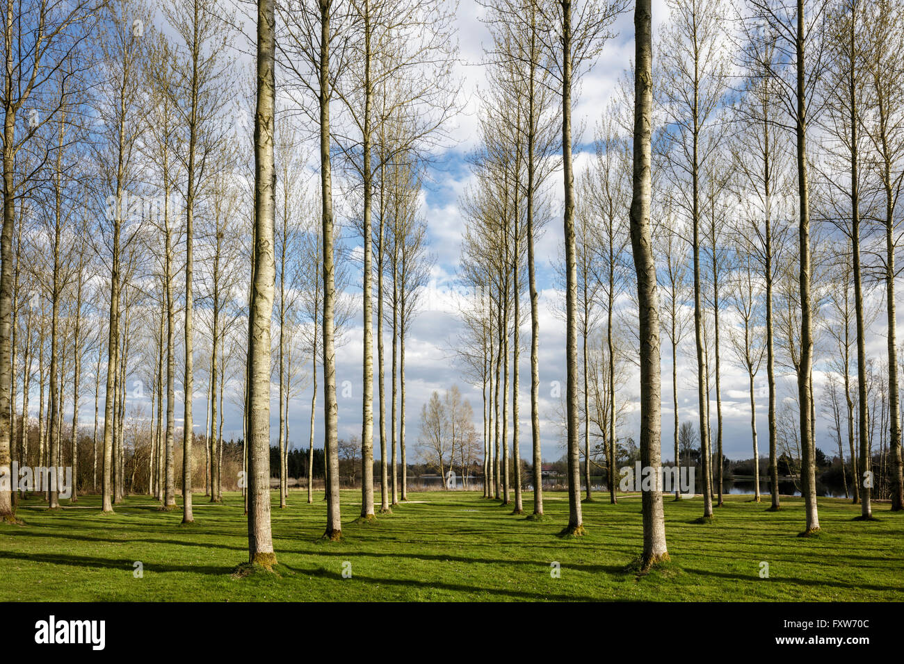 Row trees symmetry hi-res stock photography and images - Alamy
