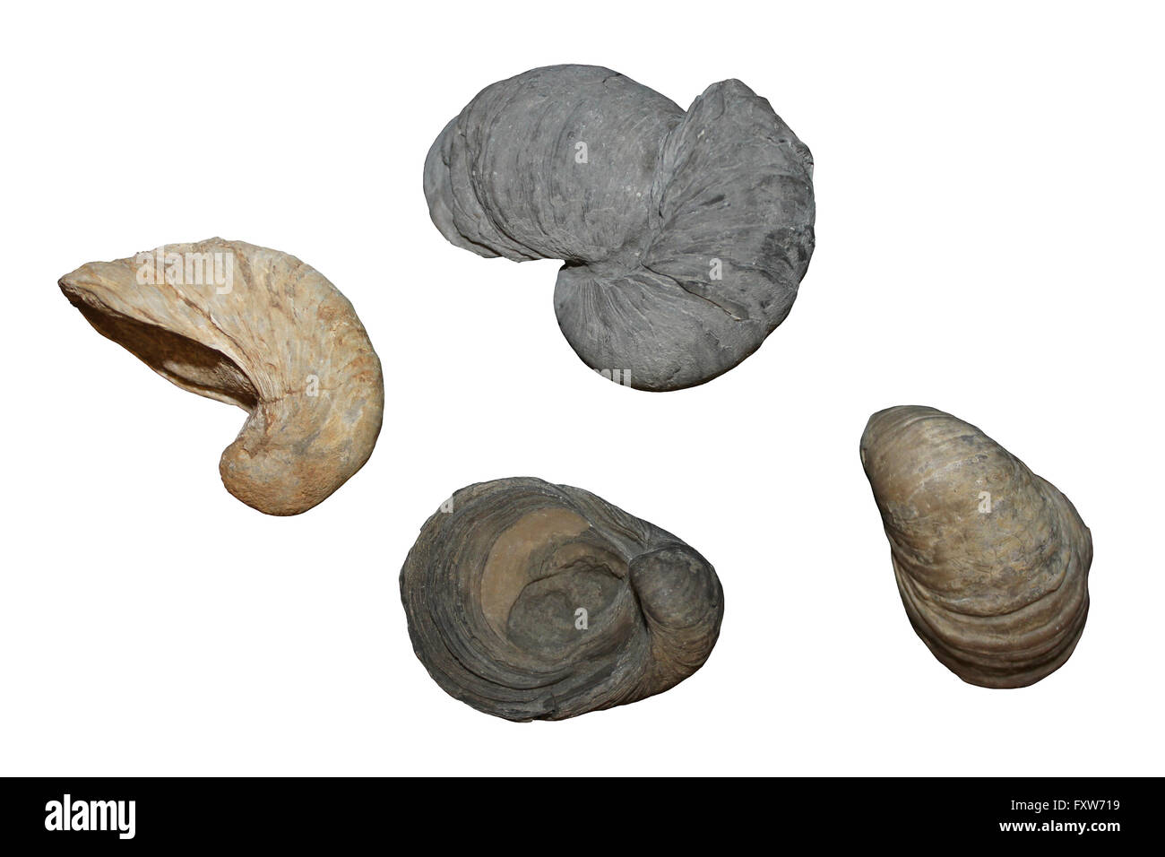 Devil's Toenail Fossil Gryphaea Stock Photo - Alamy