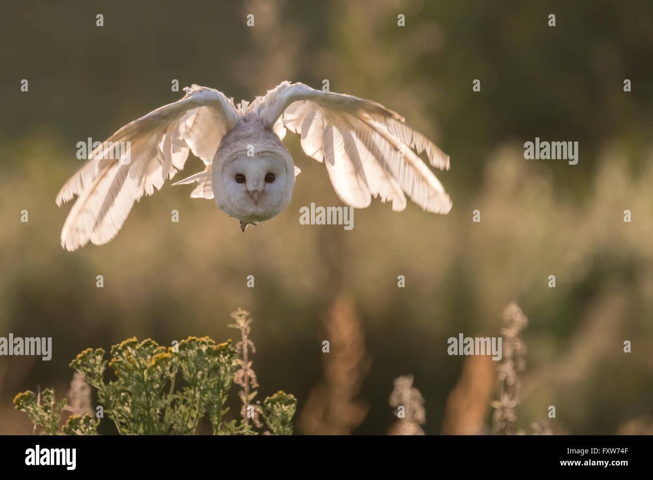 Barn Owl flying over English countryside Stock Photo - Alamy