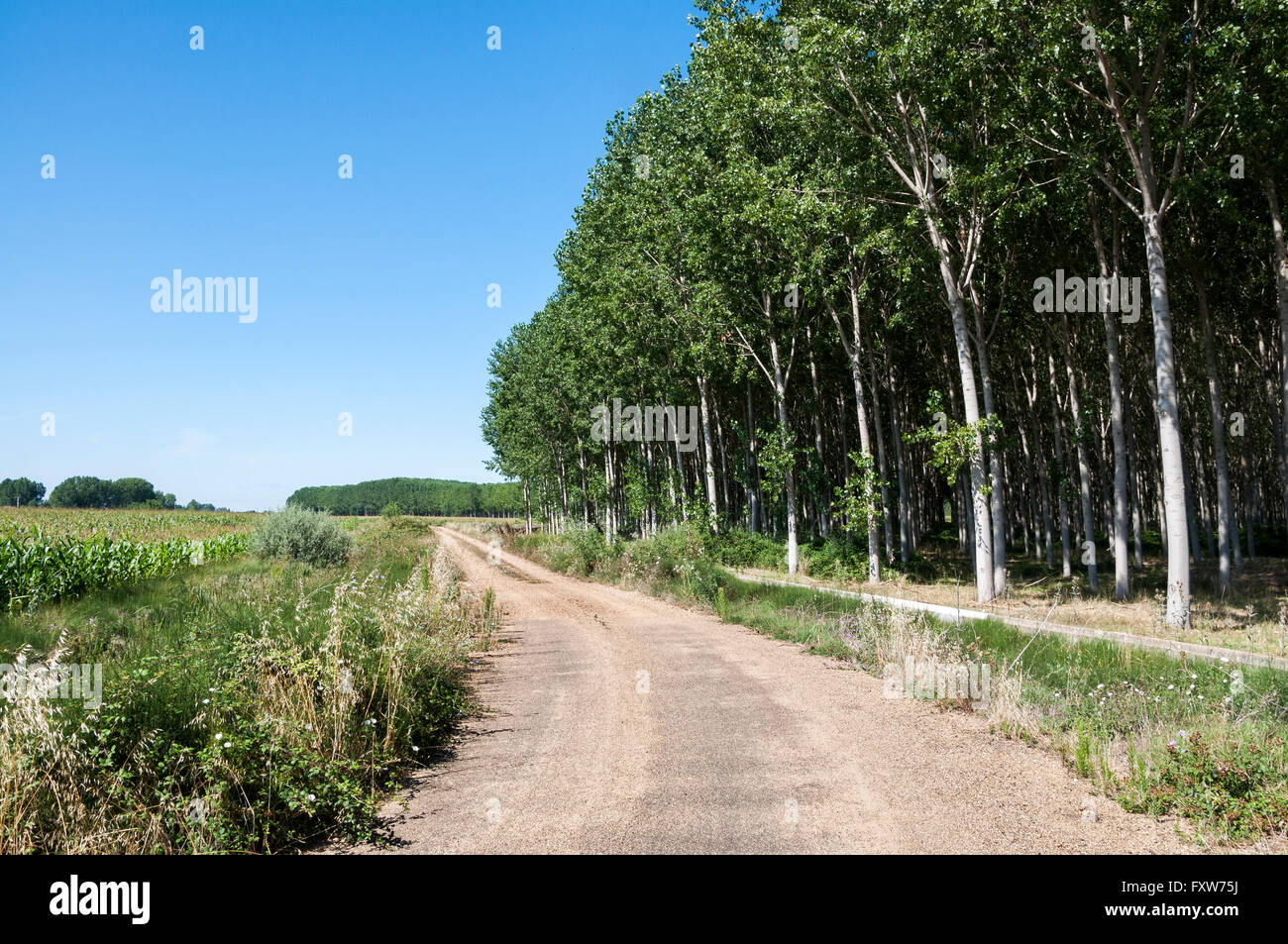 Poplar groves and cornfields in the plain of the River Esla, in Leon ...