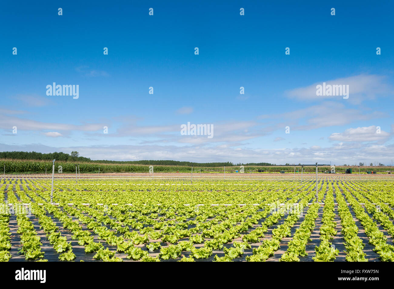 Lettuce field in the plain of the River Esla, in Leon Province, Spain ...